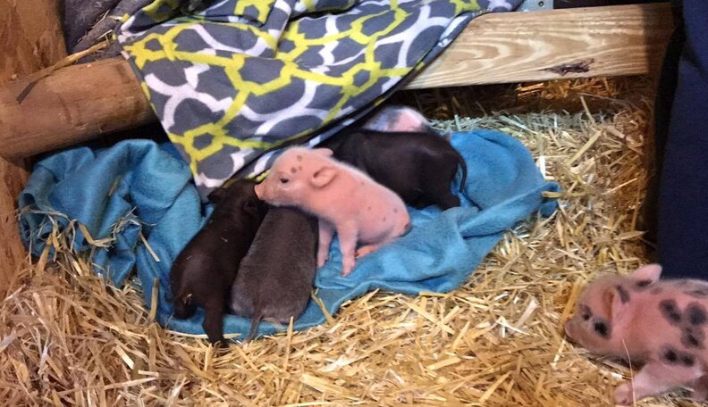 Neglected Pigs Were Left With Nothing But Each Other - The Dodo
