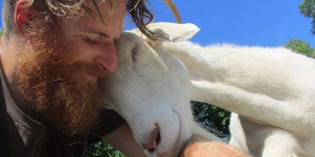 Goat Who Was Almost Killed Is So Happy To Be Safe - The Dodo
