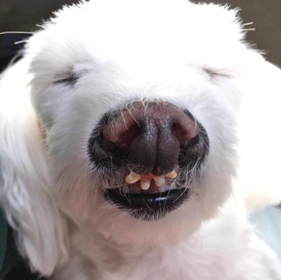 Rescue Dog Has A Smile Her Mom Is Absolutely Obsessed With - The Dodo
