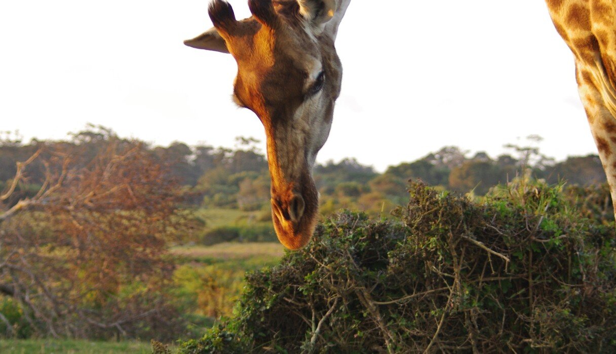 Wild Giraffe Finds Bunny — And Decides To Keep Him - The Dodo