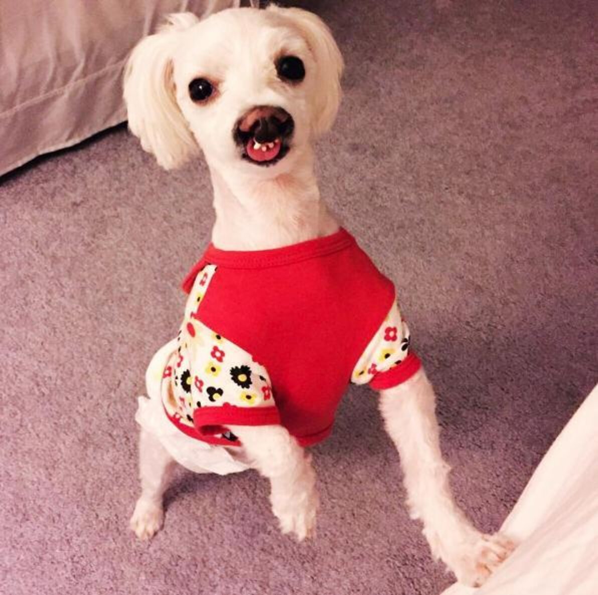 Rescue Dog Has A Smile Her Mom Is Absolutely Obsessed With - The Dodo