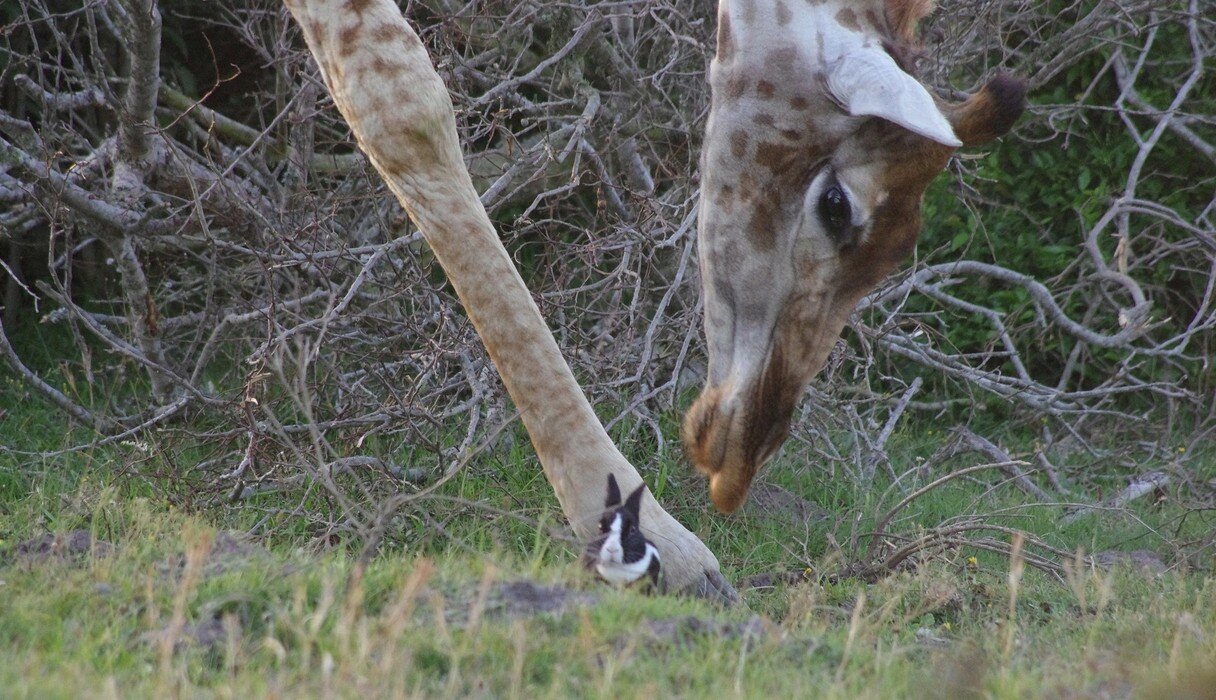 Wild Giraffe Finds Bunny — And Decides To Keep Him - The Dodo