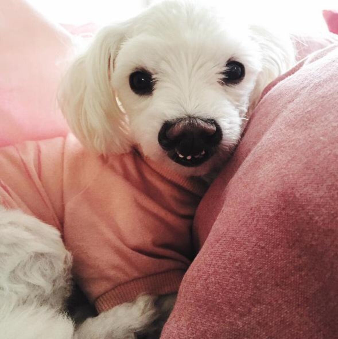 Rescue Dog Has A Smile Her Mom Is Absolutely Obsessed With - The Dodo