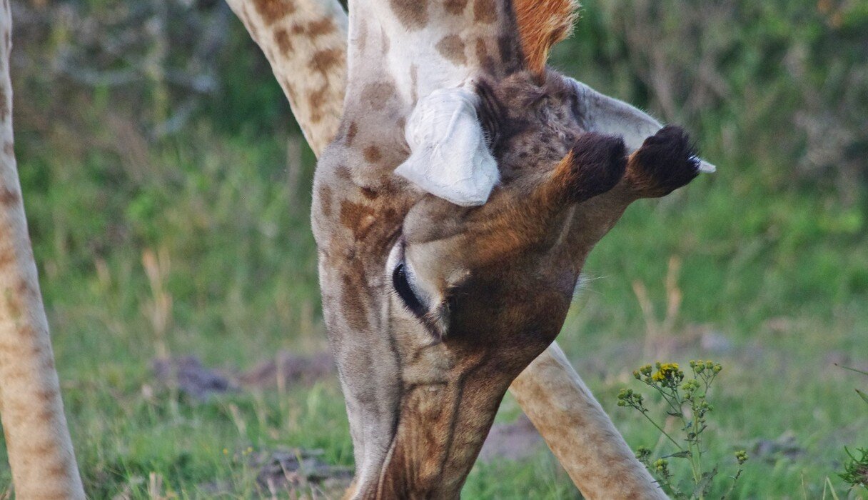 Wild Giraffe Finds Bunny — And Decides To Keep Him - The Dodo