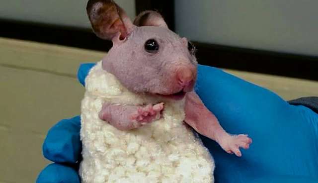 Hairless Hamster Gets A Tiny Sweater To Keep Her Warm - The Dodo