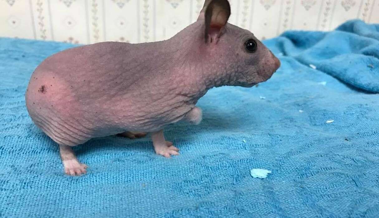 Hairless Hamster Gets A Tiny Sweater To Keep Her Warm - The Dodo