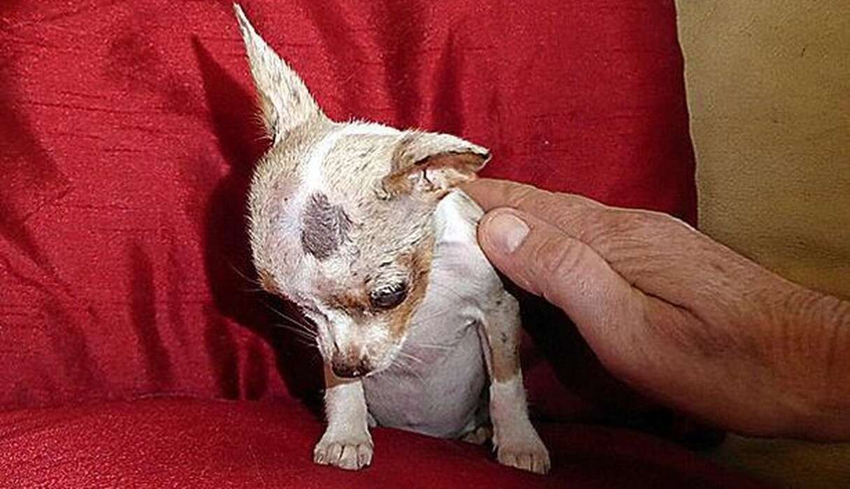 Can Puppies Get Brain Damage