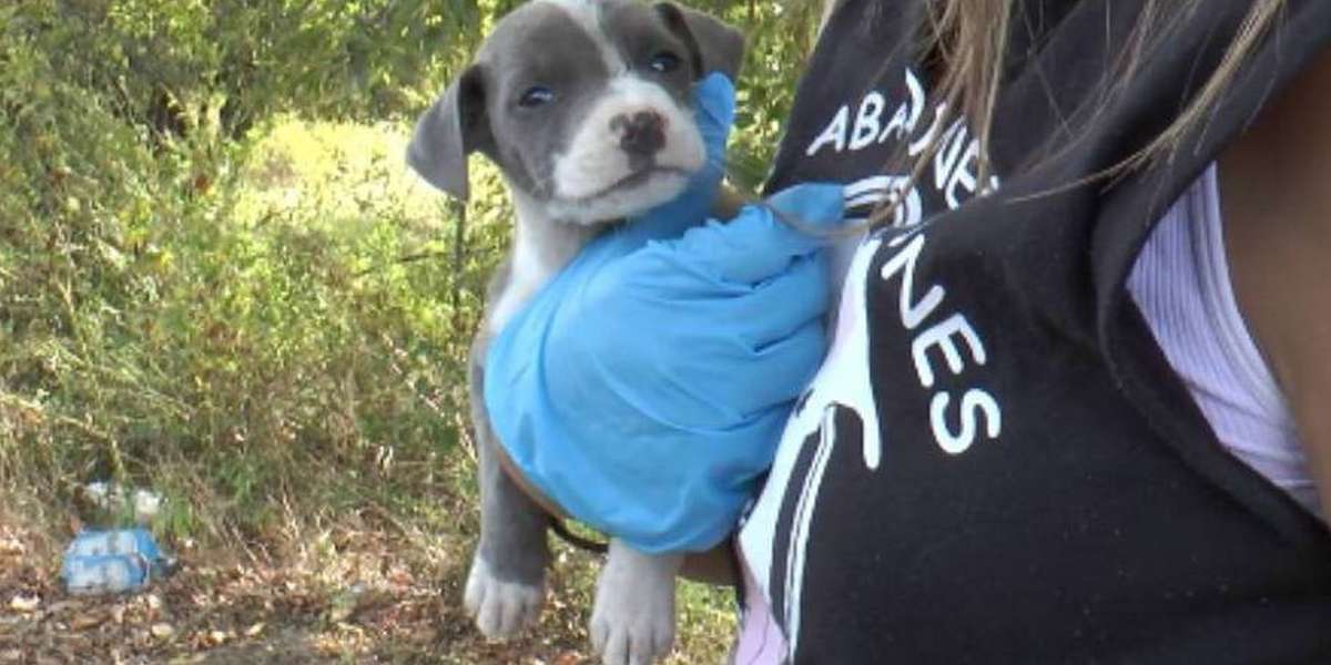 Puppy Abandoned On 'Dumping Ground' Is About To See His Mom Again - The ...