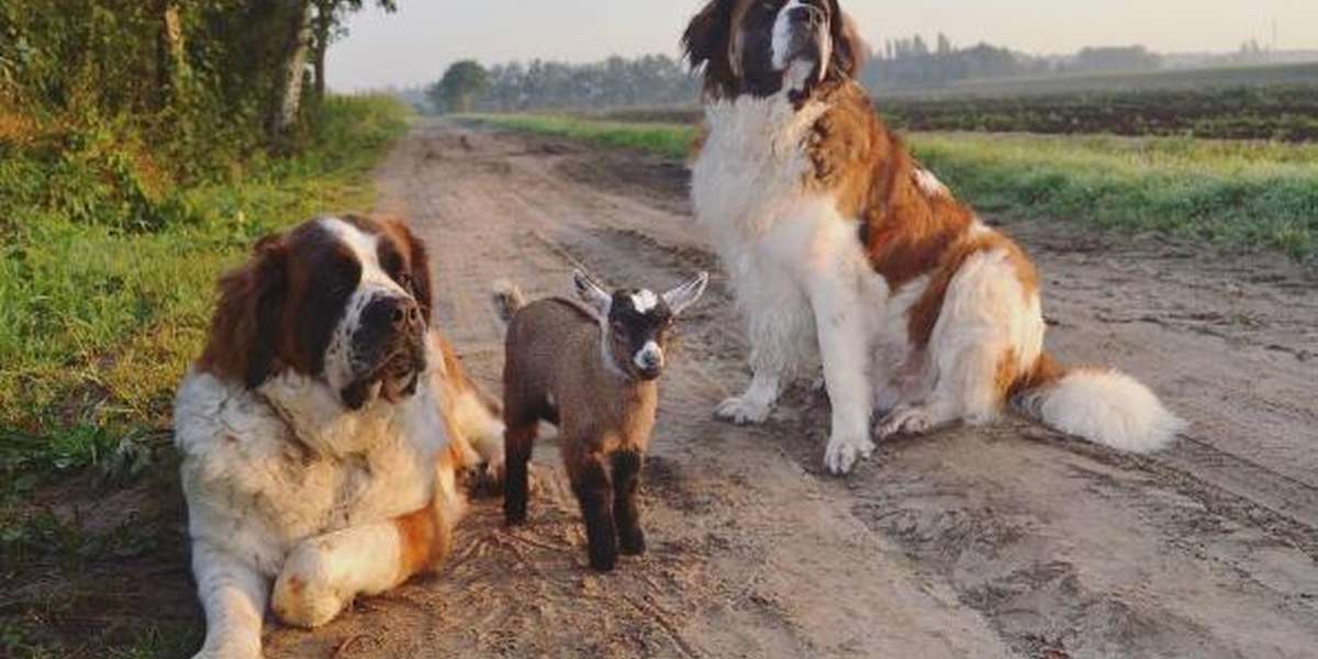 Baby Goat Is Growing Up With 2 Giant Dogs For Parents - The Dodo