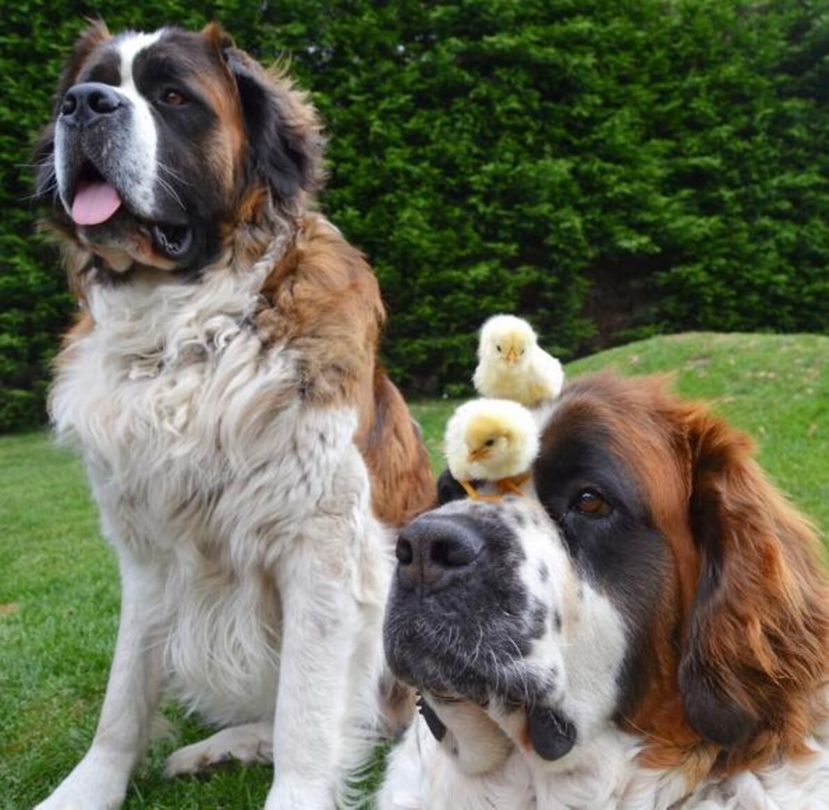Baby Goat Is Growing Up With 2 Giant Dogs For Parents - The Dodo