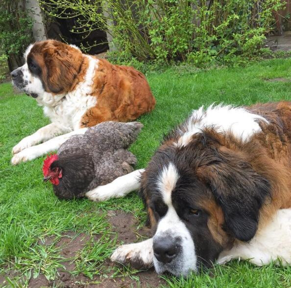Baby Goat Is Growing Up With 2 Giant Dogs For Parents - The Dodo