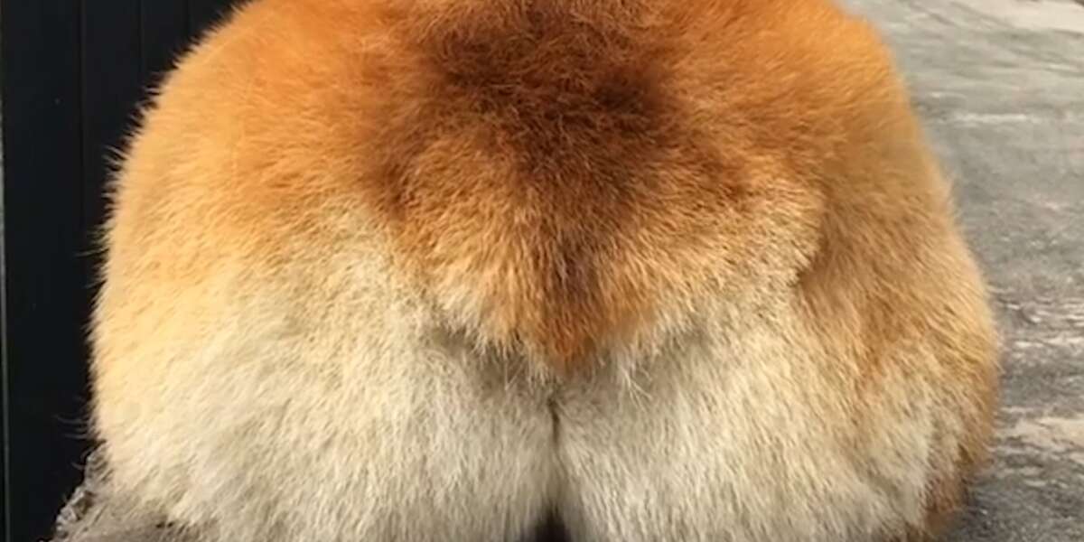 Just A Bunch Of Corgi Butts Video - The Dodo