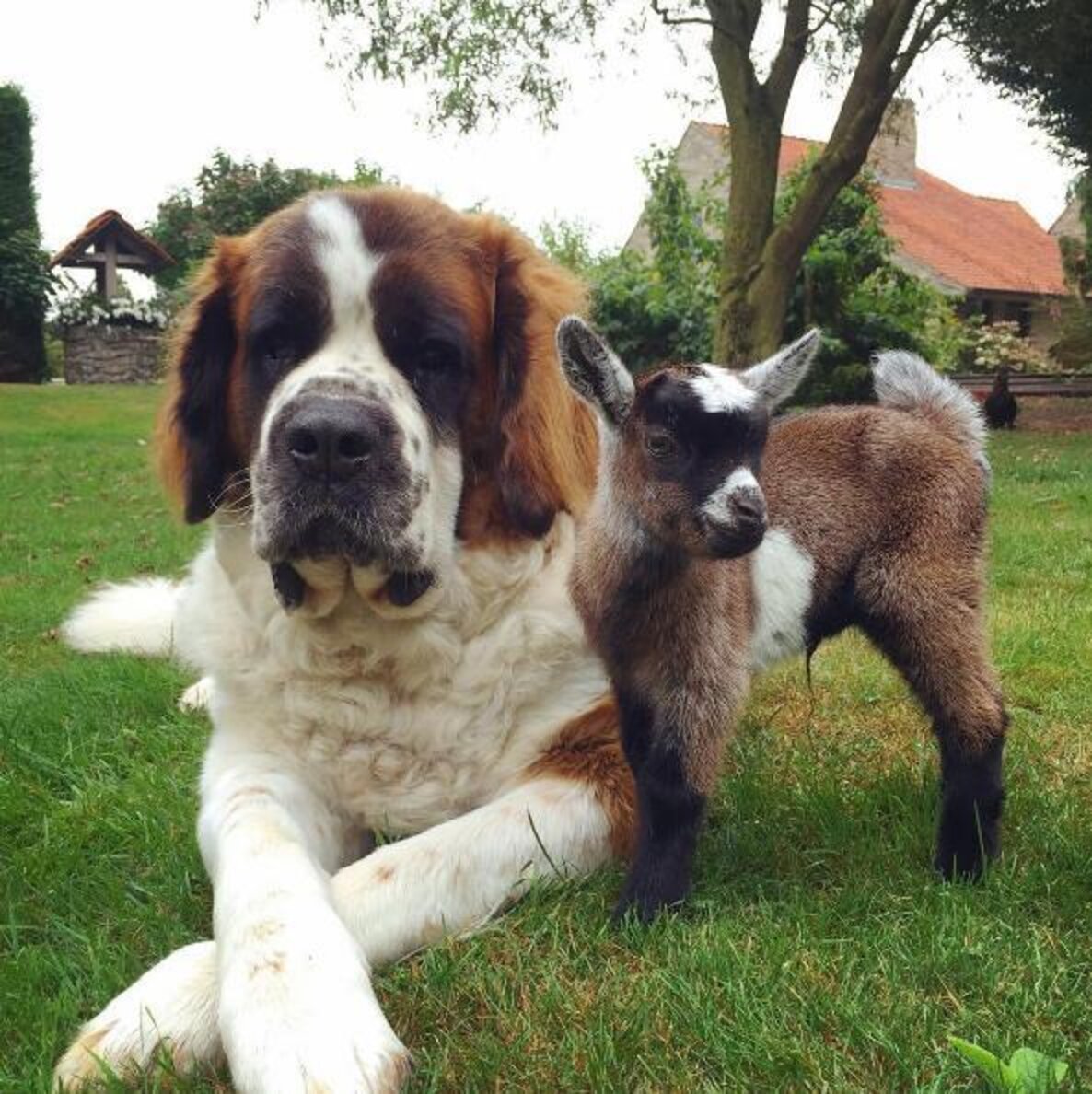 Baby Goat Is Growing Up With 2 Giant Dogs For Parents - The Dodo