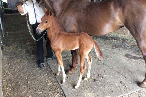 Foal Born Without Foot Can Finally Jump And Play - The Dodo