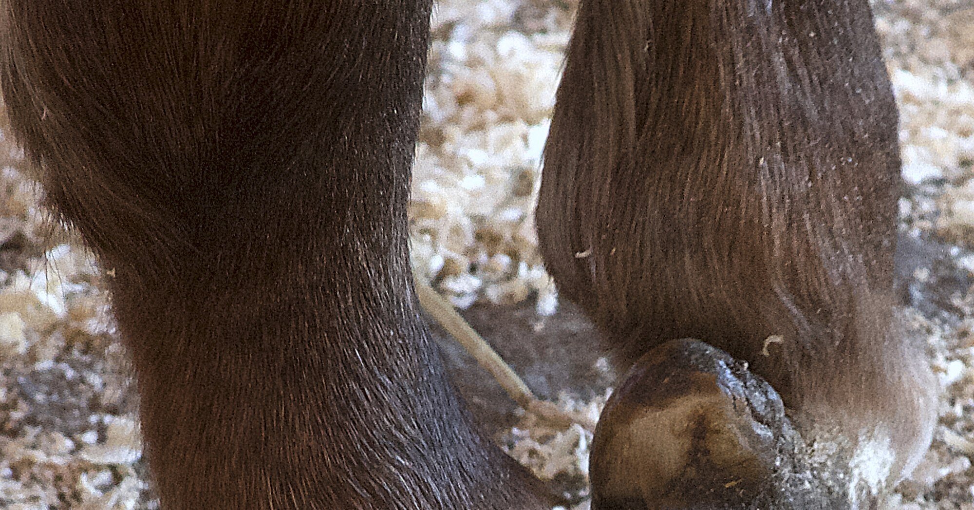 Foal Born Without Foot Can Finally Jump And Play - The Dodo