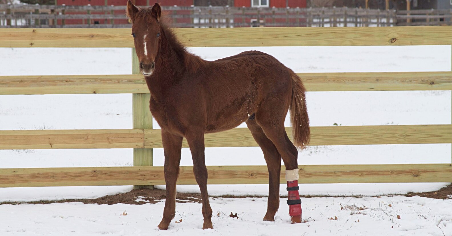 Foal Born Without Foot Can Finally Jump And Play - The Dodo