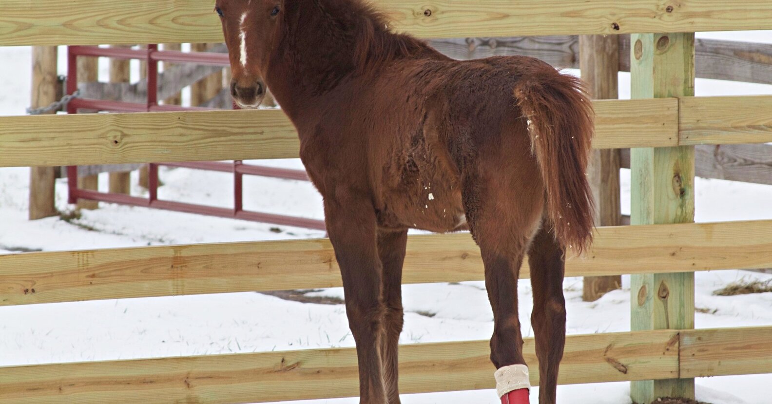 Foal Born Without Foot Can Finally Jump And Play - The Dodo