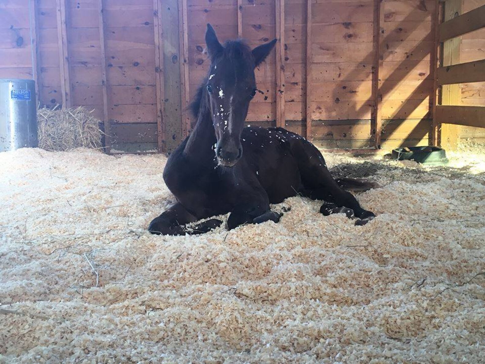Foal Born Without Foot Can Finally Jump And Play - The Dodo