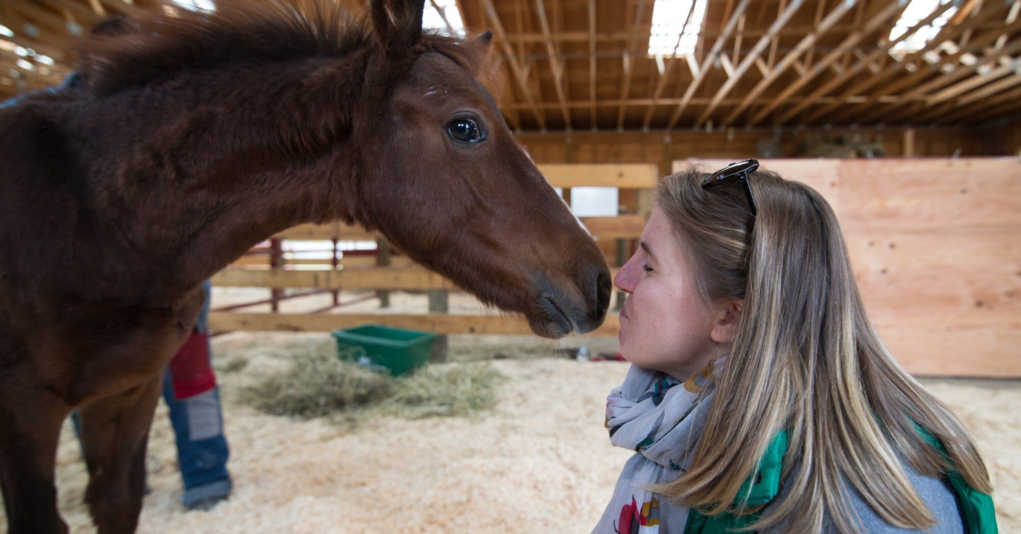 Foal Born Without Foot Can Finally Jump And Play - The Dodo