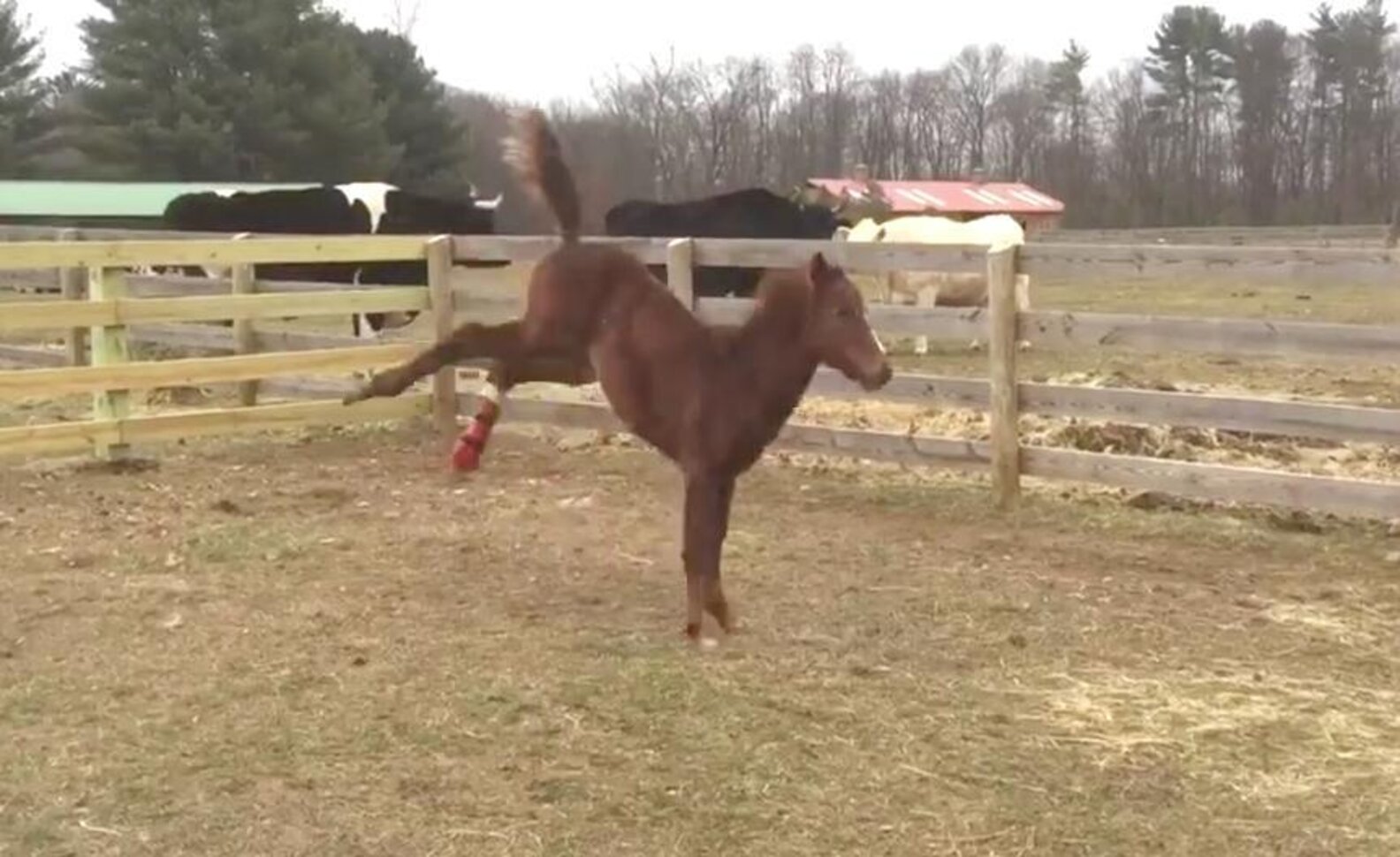 Foal Born Without Foot Can Finally Jump And Play - The Dodo
