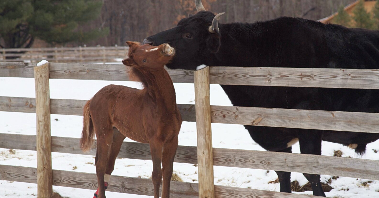 Foal Born Without Foot Can Finally Jump And Play - The Dodo