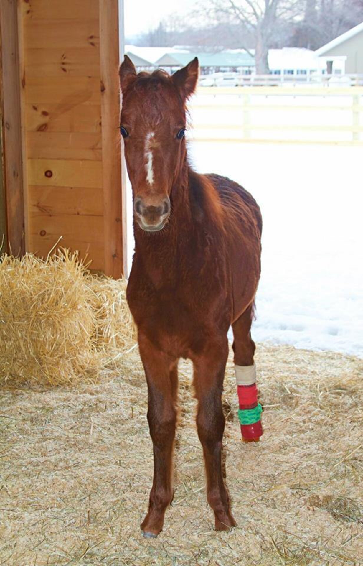 Foal Born Without Foot Can Finally Jump And Play - The Dodo