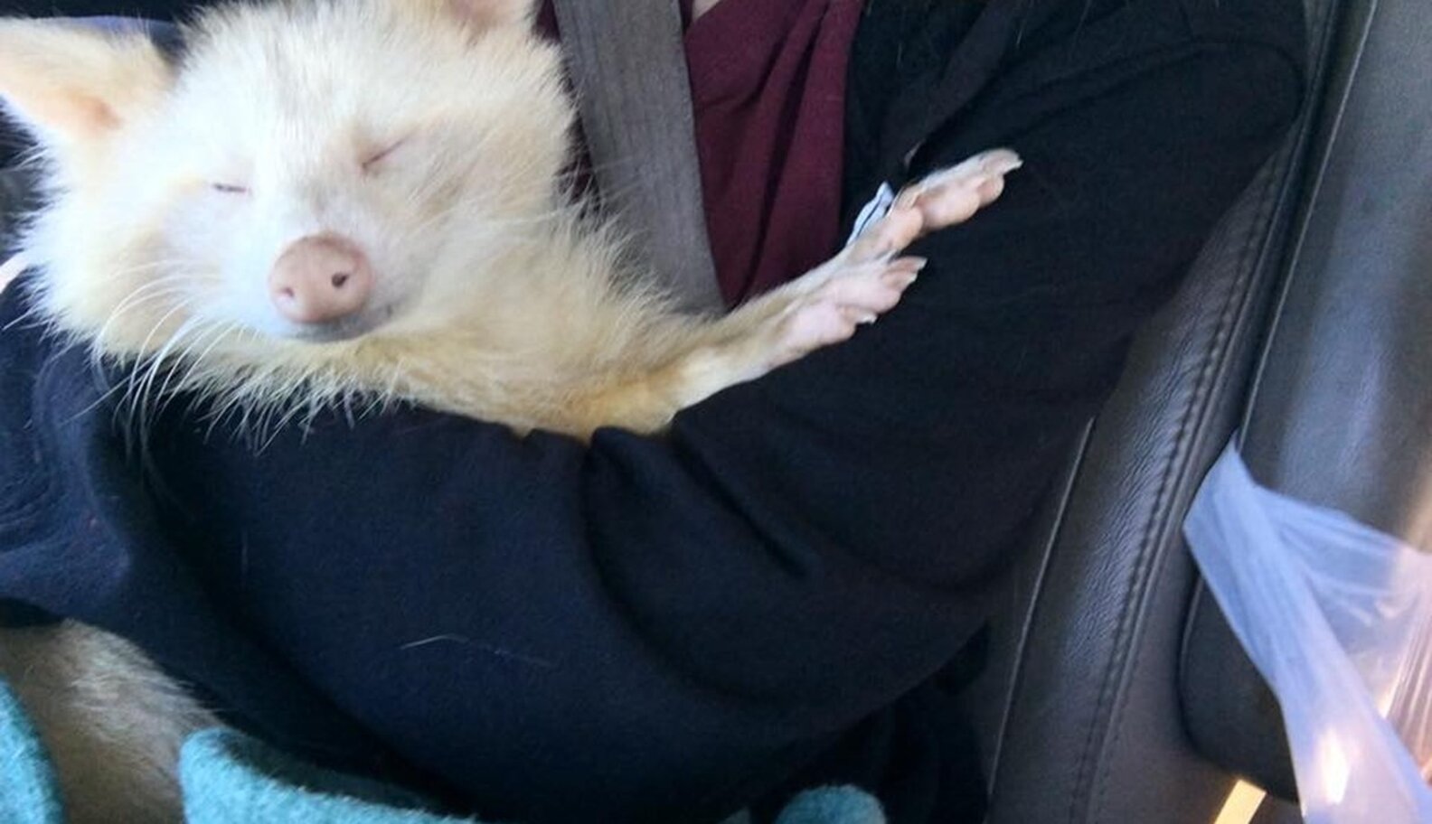 'Aggressive' Rescue Raccoon Can't Stop Cuddling With Her New Mom - The Dodo