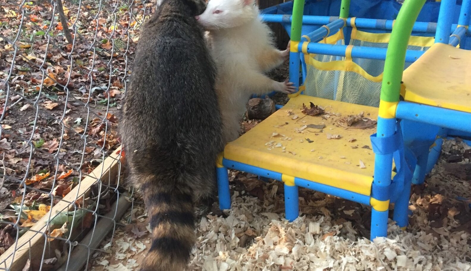'Aggressive' Rescue Raccoon Can't Stop Cuddling With Her New Mom - The Dodo