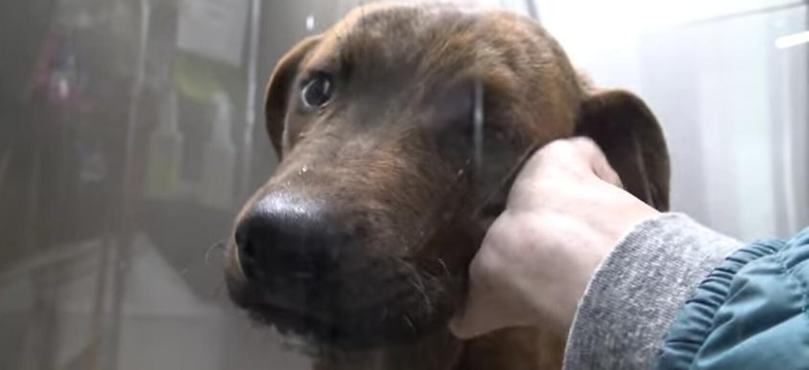 Scared Pit Bull Hid In Abandoned Pipes Until Rescuers Saved Him - The Dodo