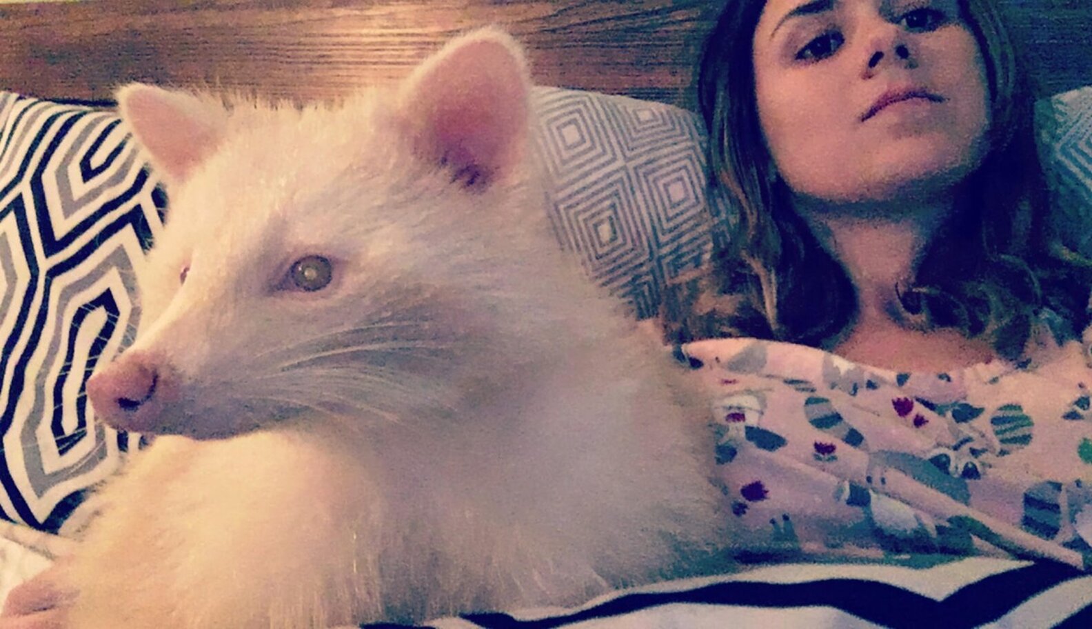 'Aggressive' Rescue Raccoon Can't Stop Cuddling With Her New Mom - The Dodo