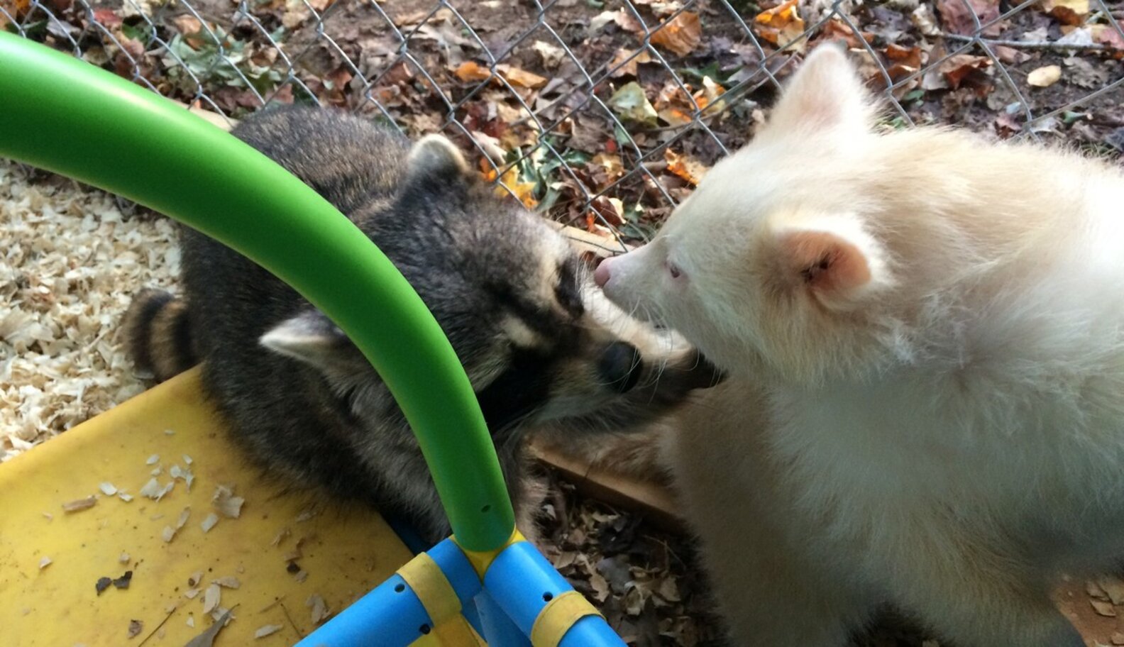 'Aggressive' Rescue Raccoon Can't Stop Cuddling With Her New Mom - The Dodo