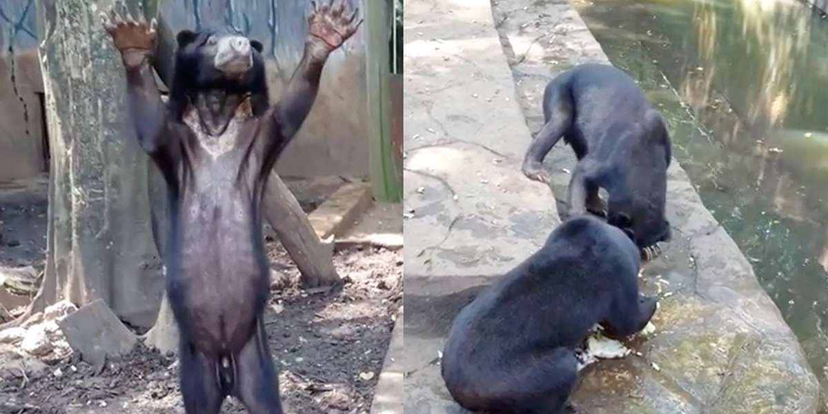 Starving Bears Beg Visitors For Food At 'Horrific' Zoo - The Dodo