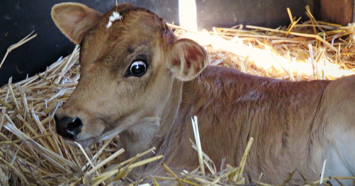 Newborn Cow Was So Scared The Day He Was Rescued - The Dodo