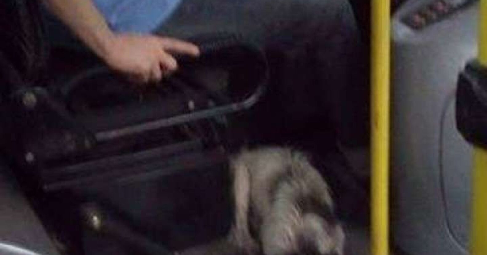 Bus Driver Lets Stray Dogs Ride Along During A Storm - The Dodo