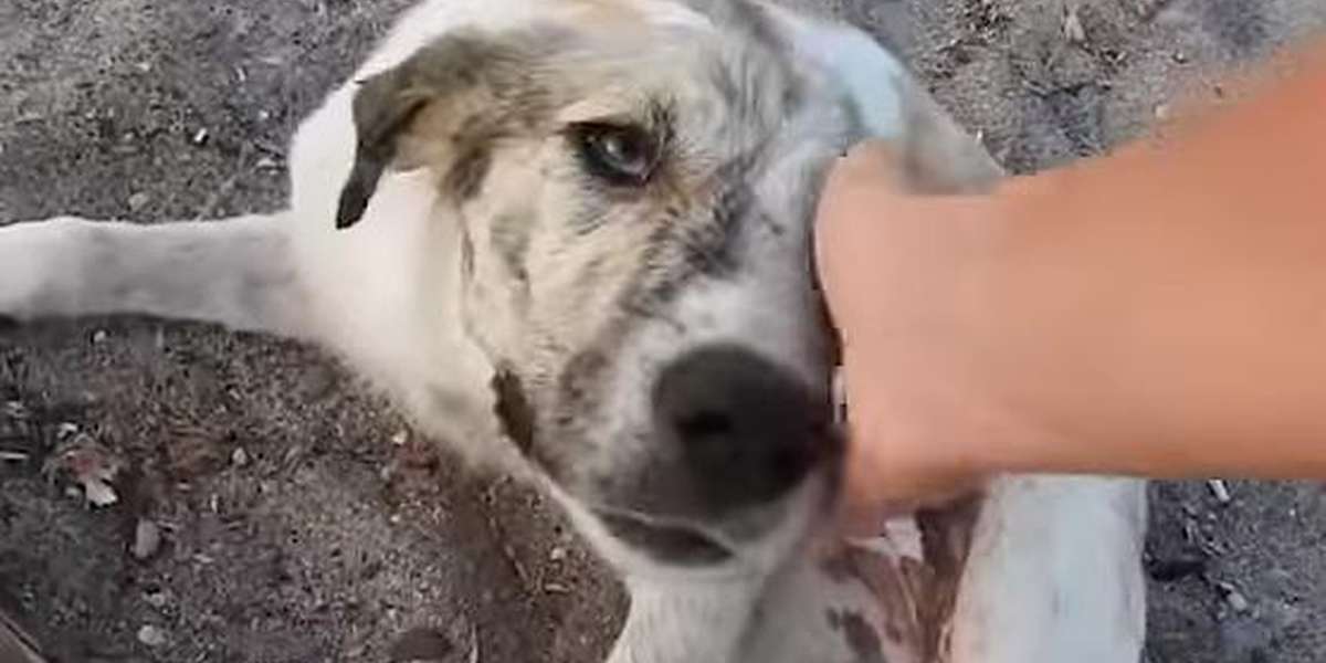 Stray Dog No One Wanted Is The Most Amazing Therapy Dog Now - The Dodo