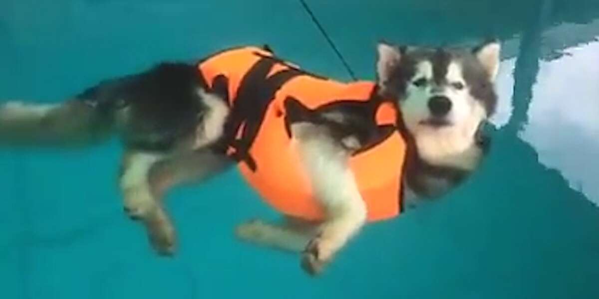 Husky Floats In Pool Video - The Dodo