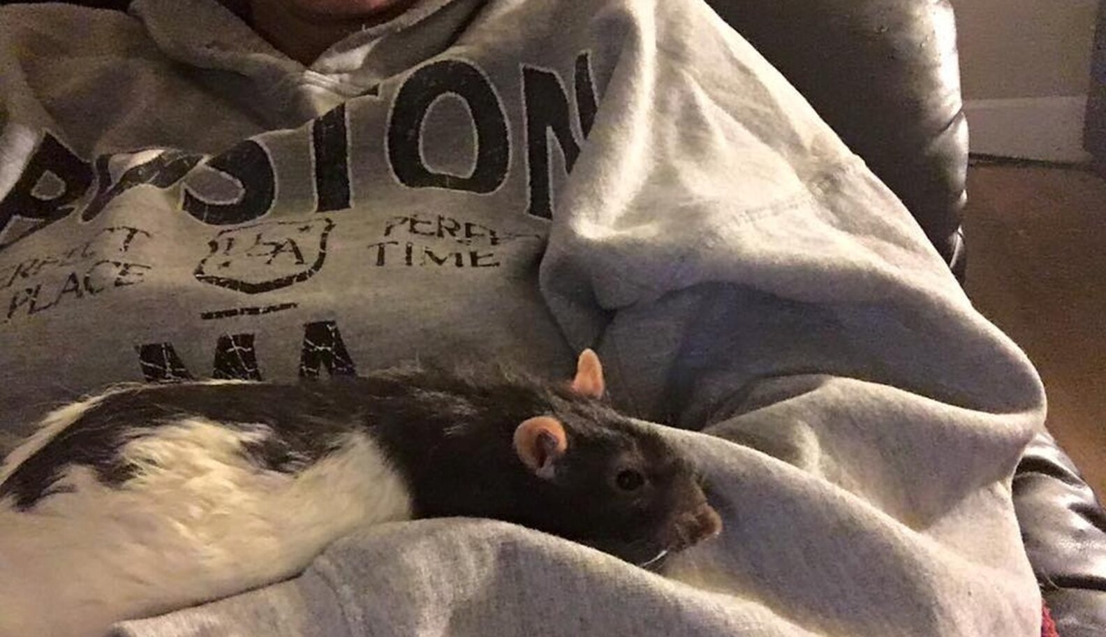 Senior Rat Gets Everything He Wants On His Bucket List - The Dodo