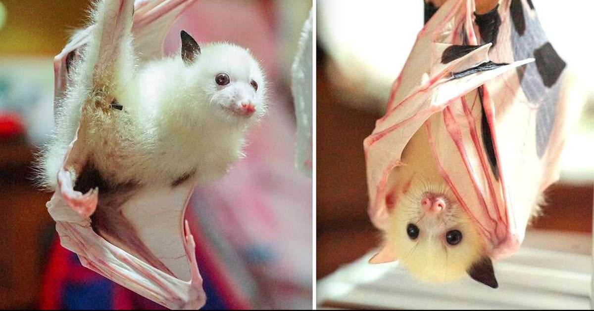 Rarest Orphan At Bat Clinic Has No Idea He's Any Different - The Dodo