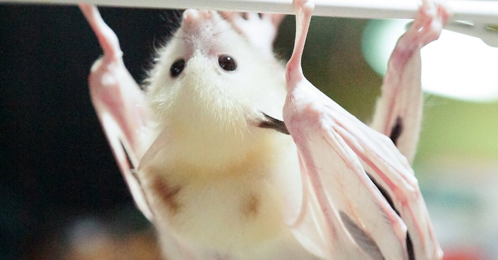 Rarest Orphan At Bat Clinic Has No Idea He's Any Different - The Dodo