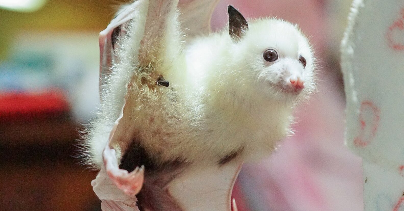 Rarest Orphan At Bat Clinic Has No Idea He's Any Different - The Dodo