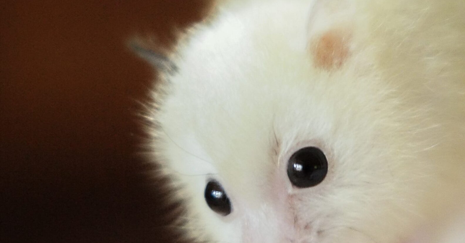 Rarest Orphan At Bat Clinic Has No Idea He's Any Different - The Dodo