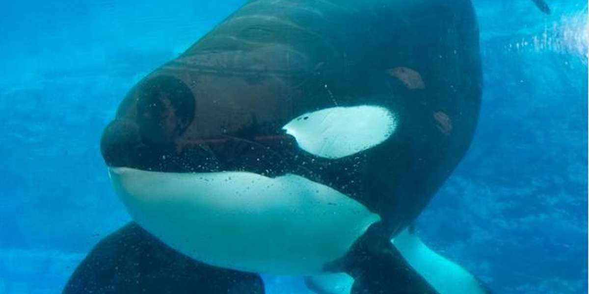 Tilikum, SeaWorld's Most Famous Orca, Just Died - The Dodo