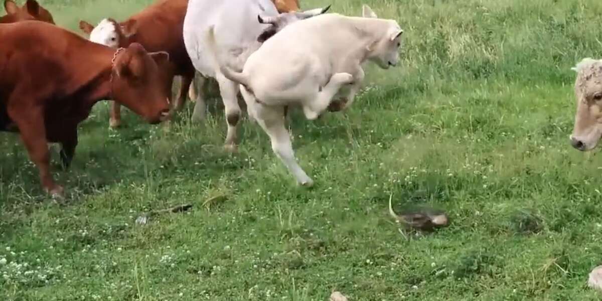 Group Of Cows Is So Scared Of Tiny Turtle - Videos - The Dodo
