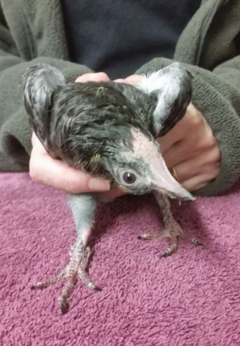 Rescuers Refuse To Give Up On Little Pigeon With Broken Neck - The Dodo