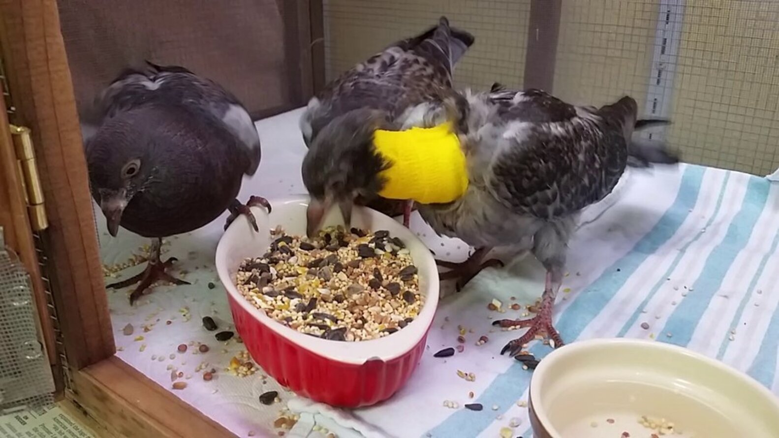 Rescuers Refuse To Give Up On Little Pigeon With Broken Neck - The Dodo