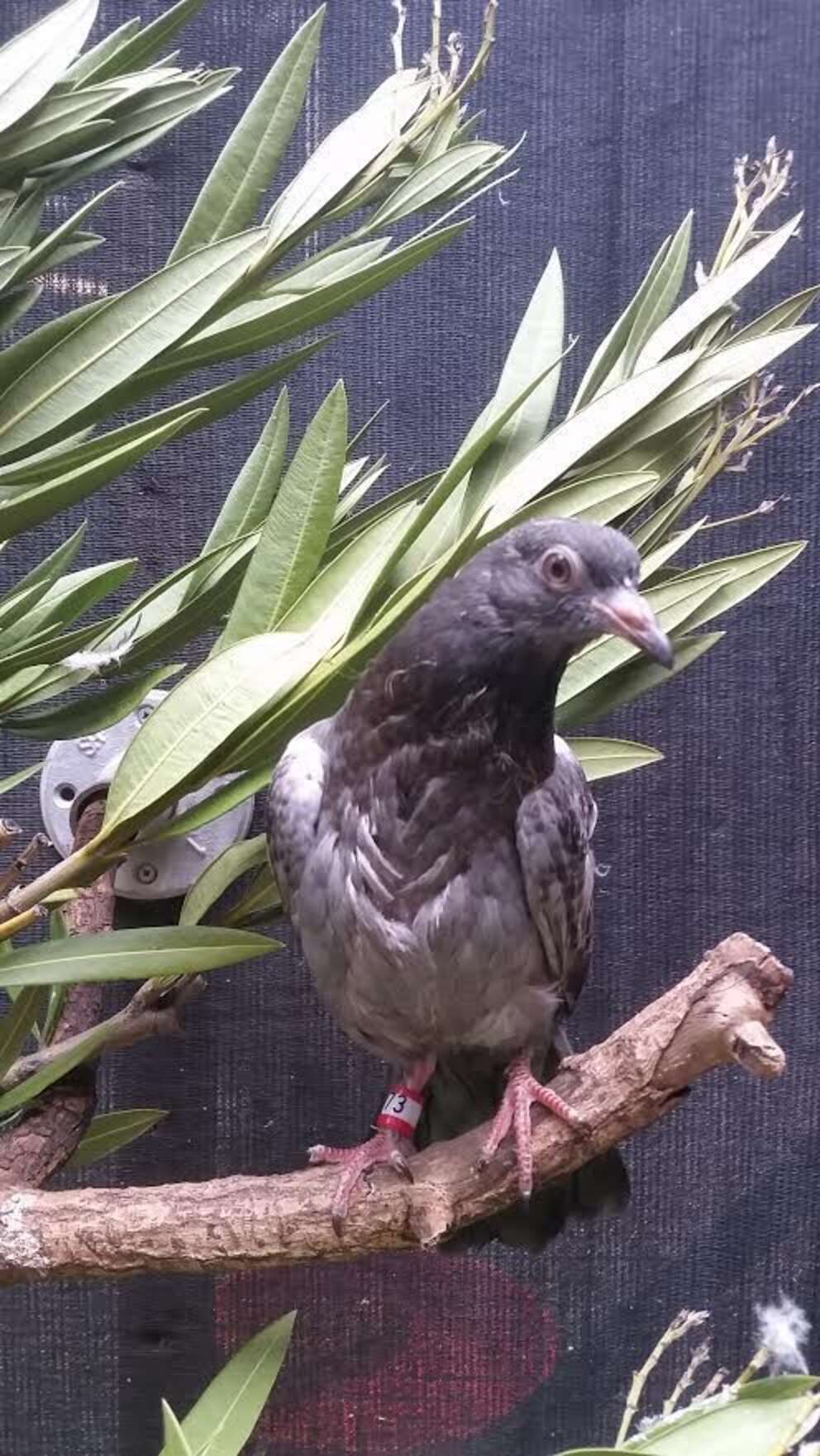 Rescuers Refuse To Give Up On Little Pigeon With Broken Neck - The Dodo