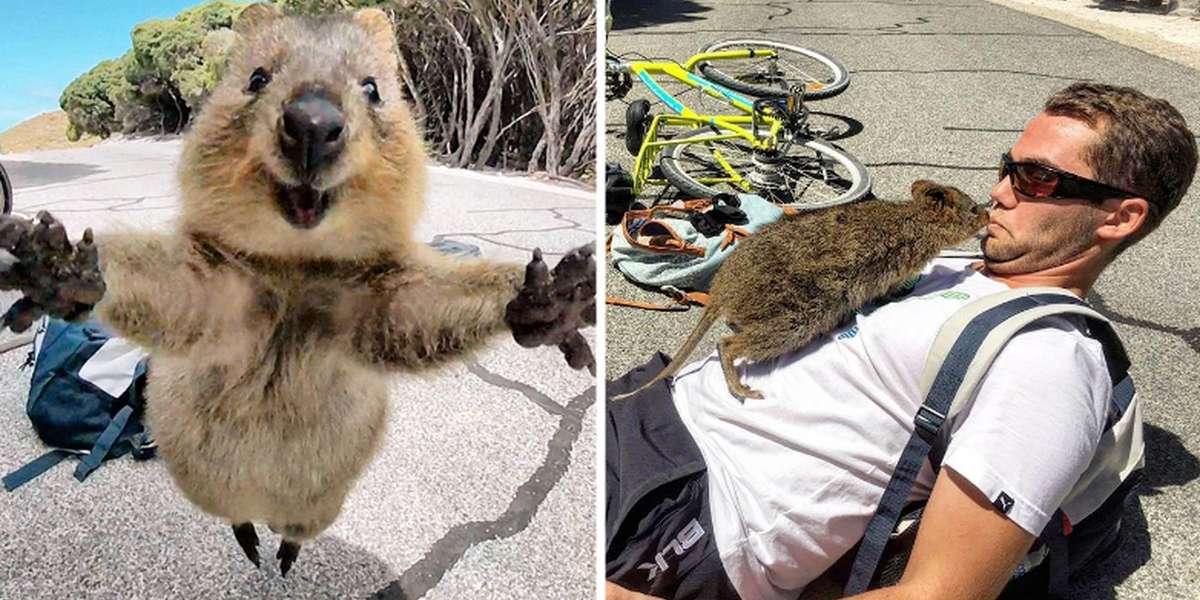 Quokka Meets Man — And It's Love At First Sight - The Dodo