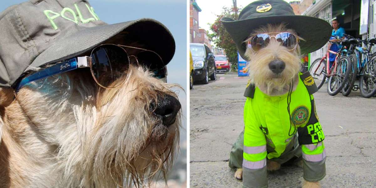 Stray Dog Lands Job As The World's Cutest Cop - The Dodo