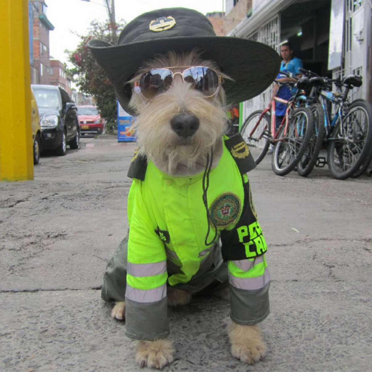 Stray Dog Lands Job As The World's Cutest Cop - The Dodo