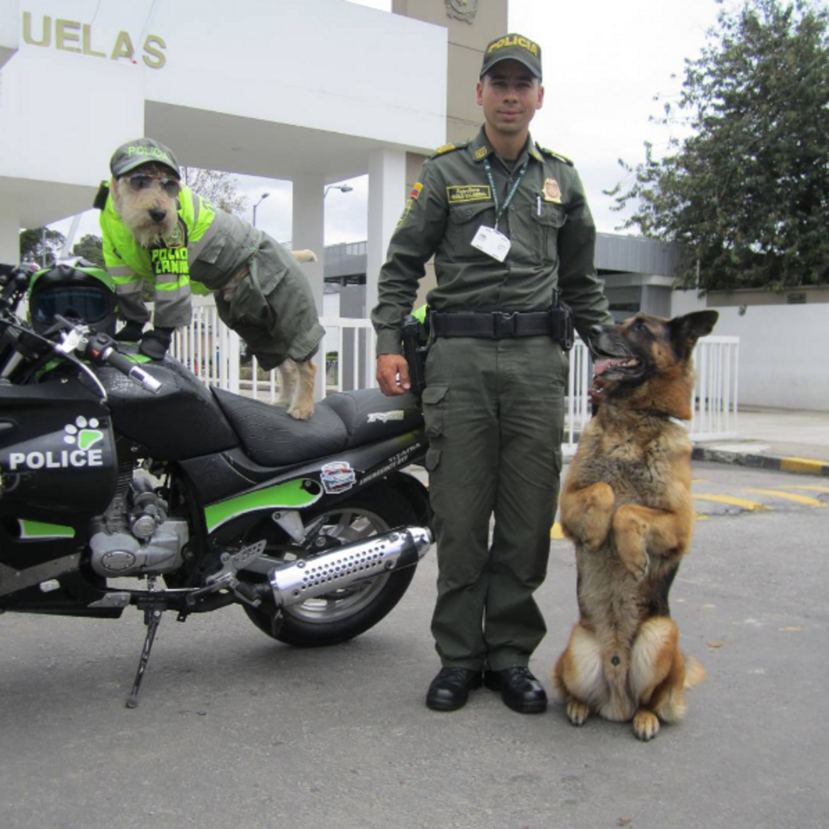 Stray Dog Lands Job As The World's Cutest Cop - The Dodo